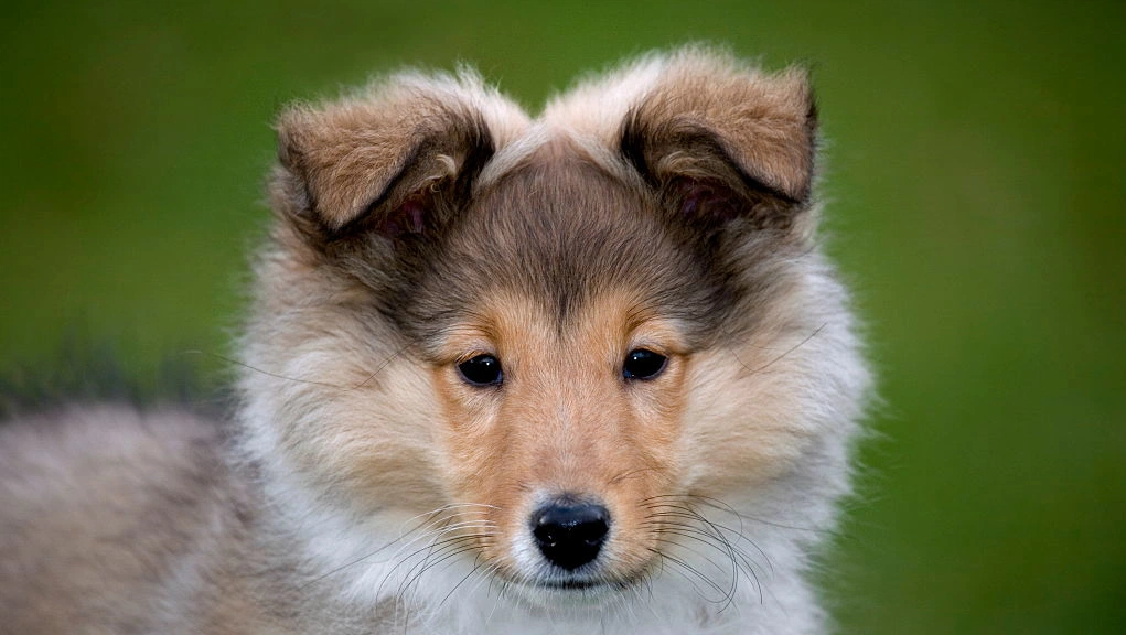 Finding your perfect shepherd dog match