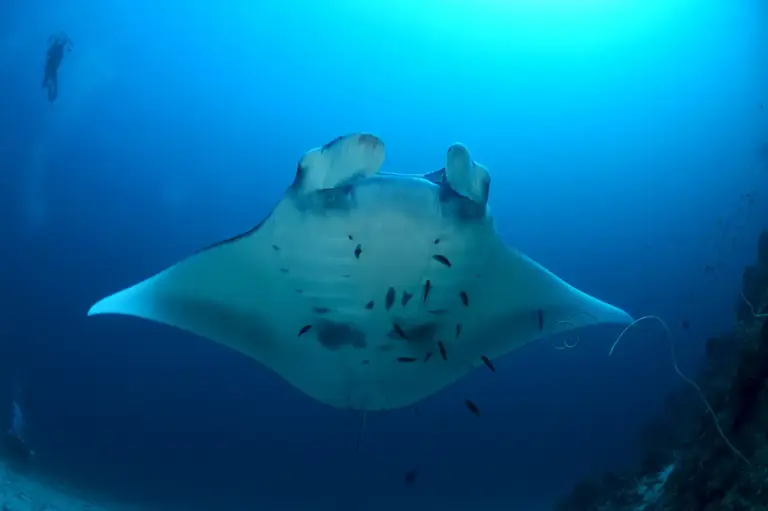 El incómodo secreto de las mantarrayas: peces que viajan en la parte de ...