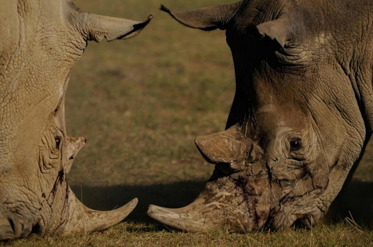 South African police clash with suspected rhino poachers near game reserve