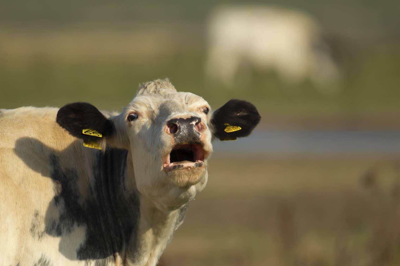 Watch little girl's heartwarming reaction to her cow's moo