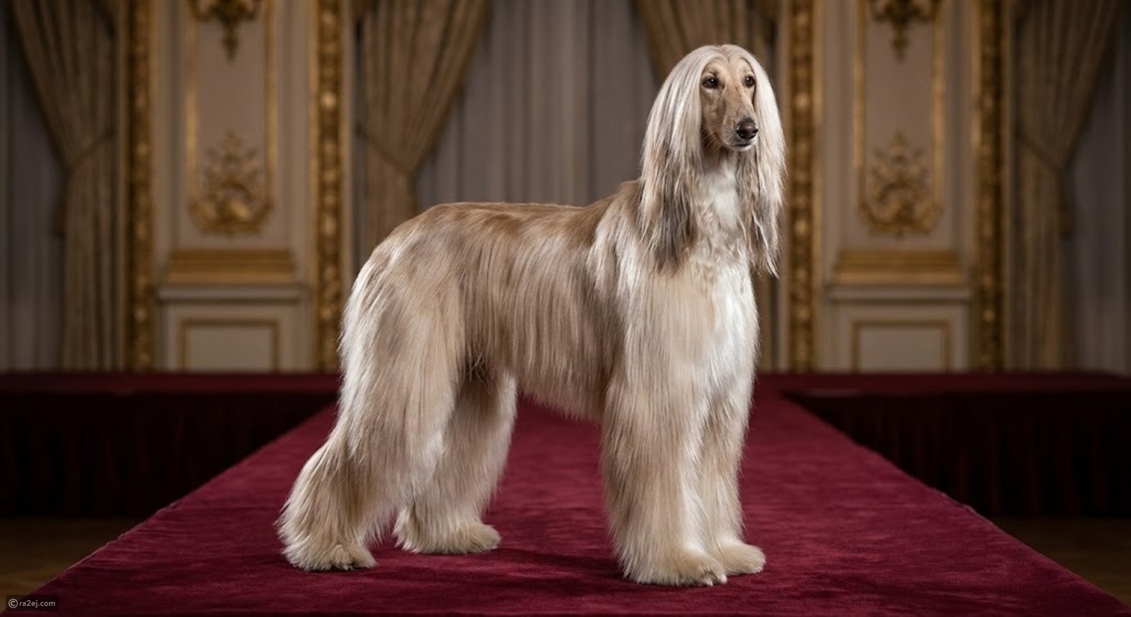 These dog breeds could steal the spotlight at any beauty pageant