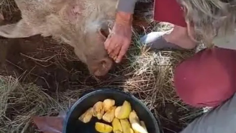 Nunu, the Phoenix pig is on the road to recovery