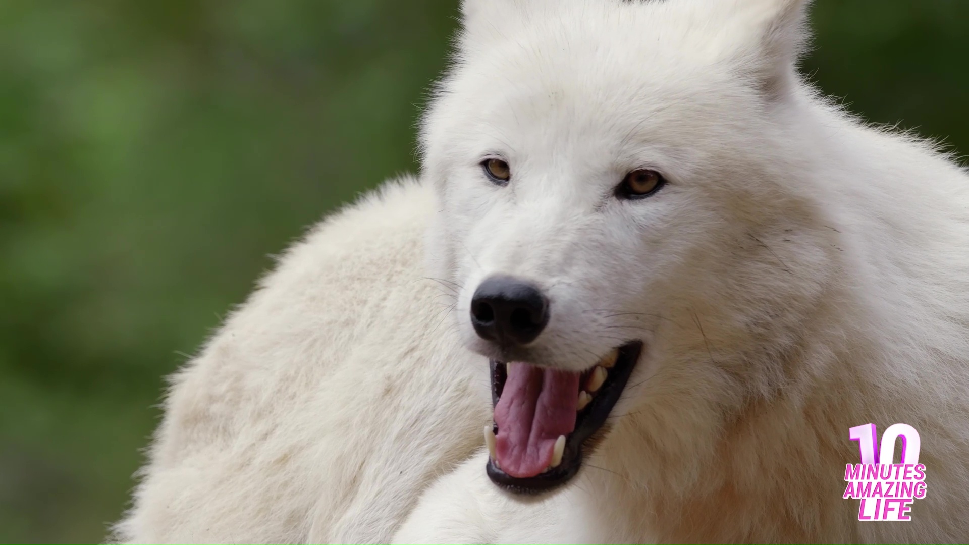 Arctic wolf resting while staying alert to danger