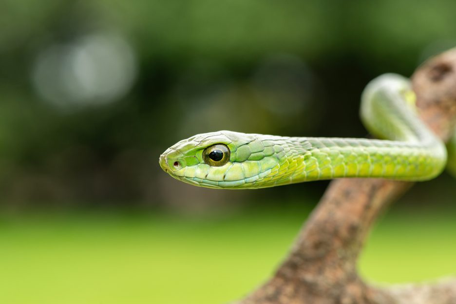 It has incredibly potent venom, causing catastrophic internal bleeding ...