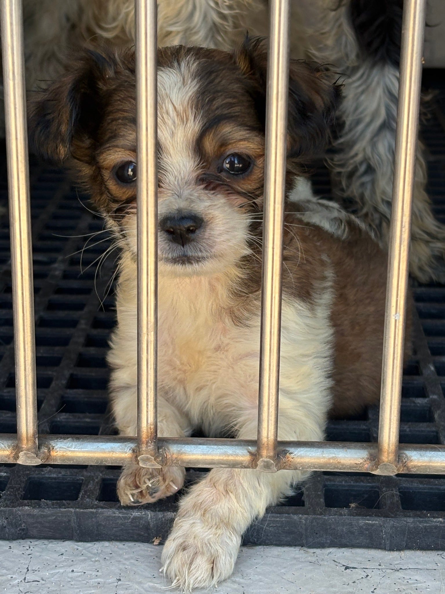 Rescue of 114 dogs from RV spurs $30K in donations for Nevada shelter