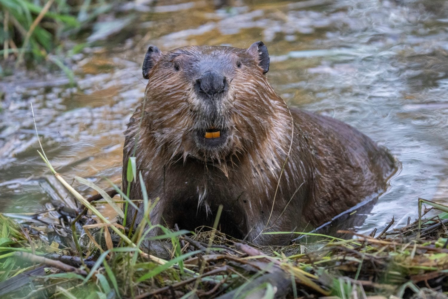 Beavers are sunbathing in midday, and it’s not due to rabies
