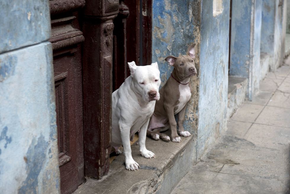 Woman, 50, dragged to her death by neighbour’s two pit bulls as husband ...