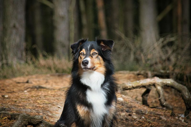 12 genius-level dog breeds that rival Border Collies more than most ...