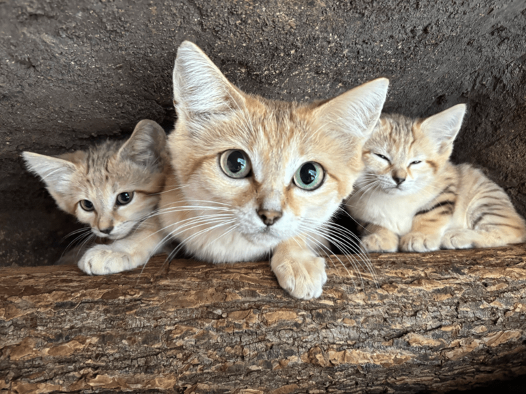 North Carolina Zoo announces names of sand cat kittens