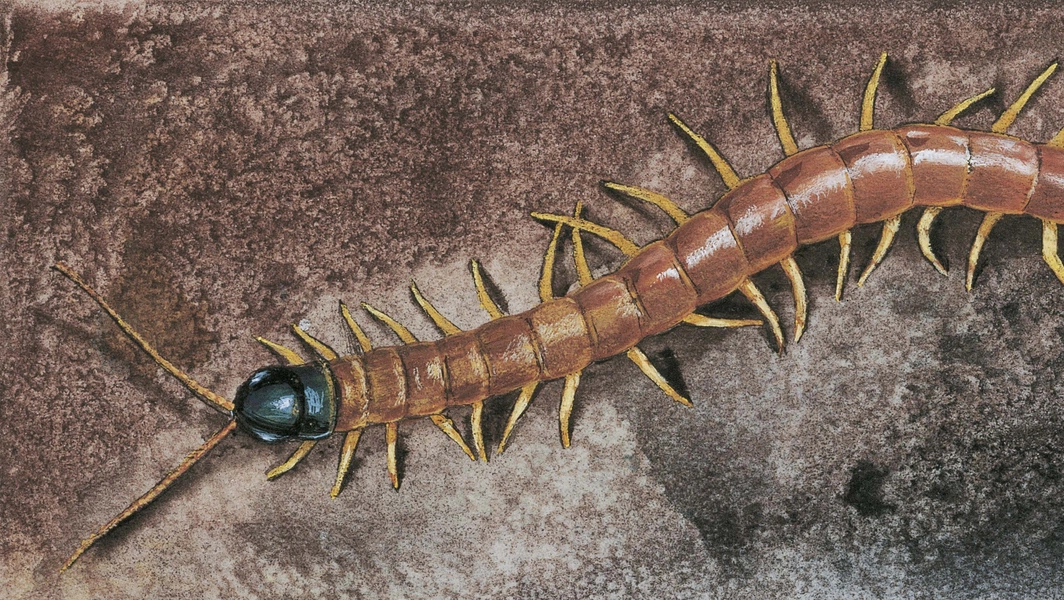 Centipede secrets every homeowner should know