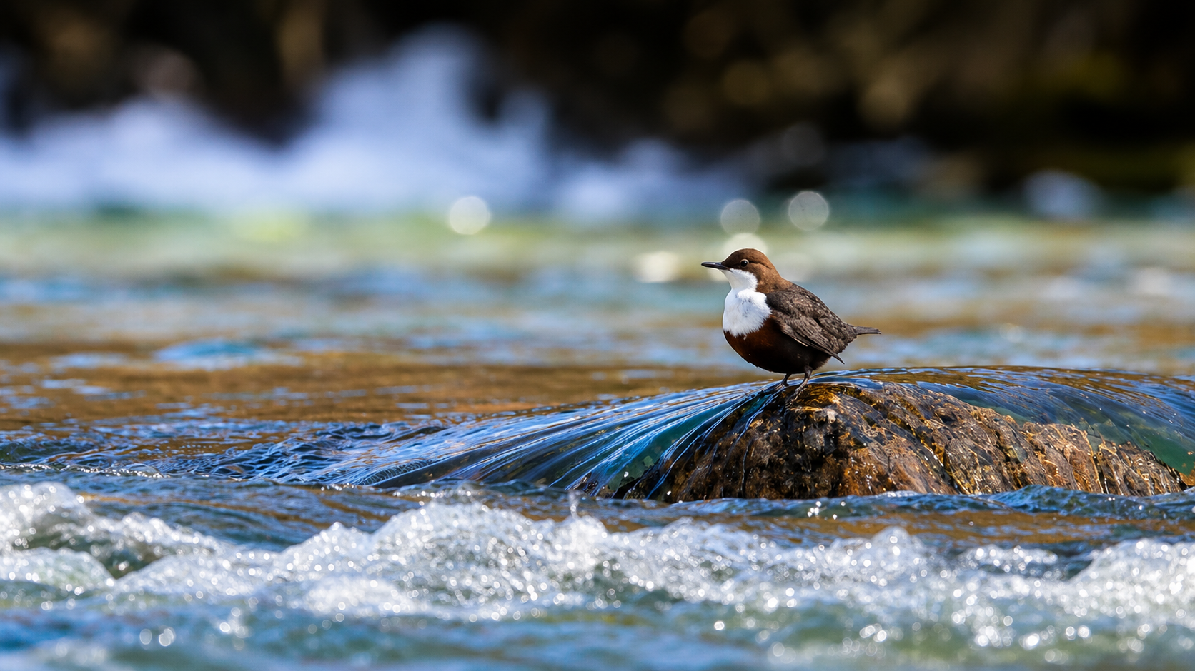 Capturing a white-throated dipper on the Voidomatis River