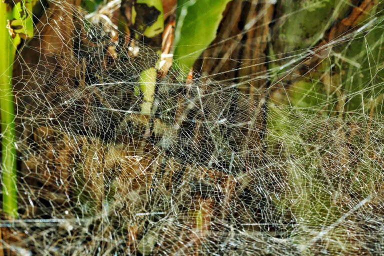 The 6 categories of nature’s incredible spider webs