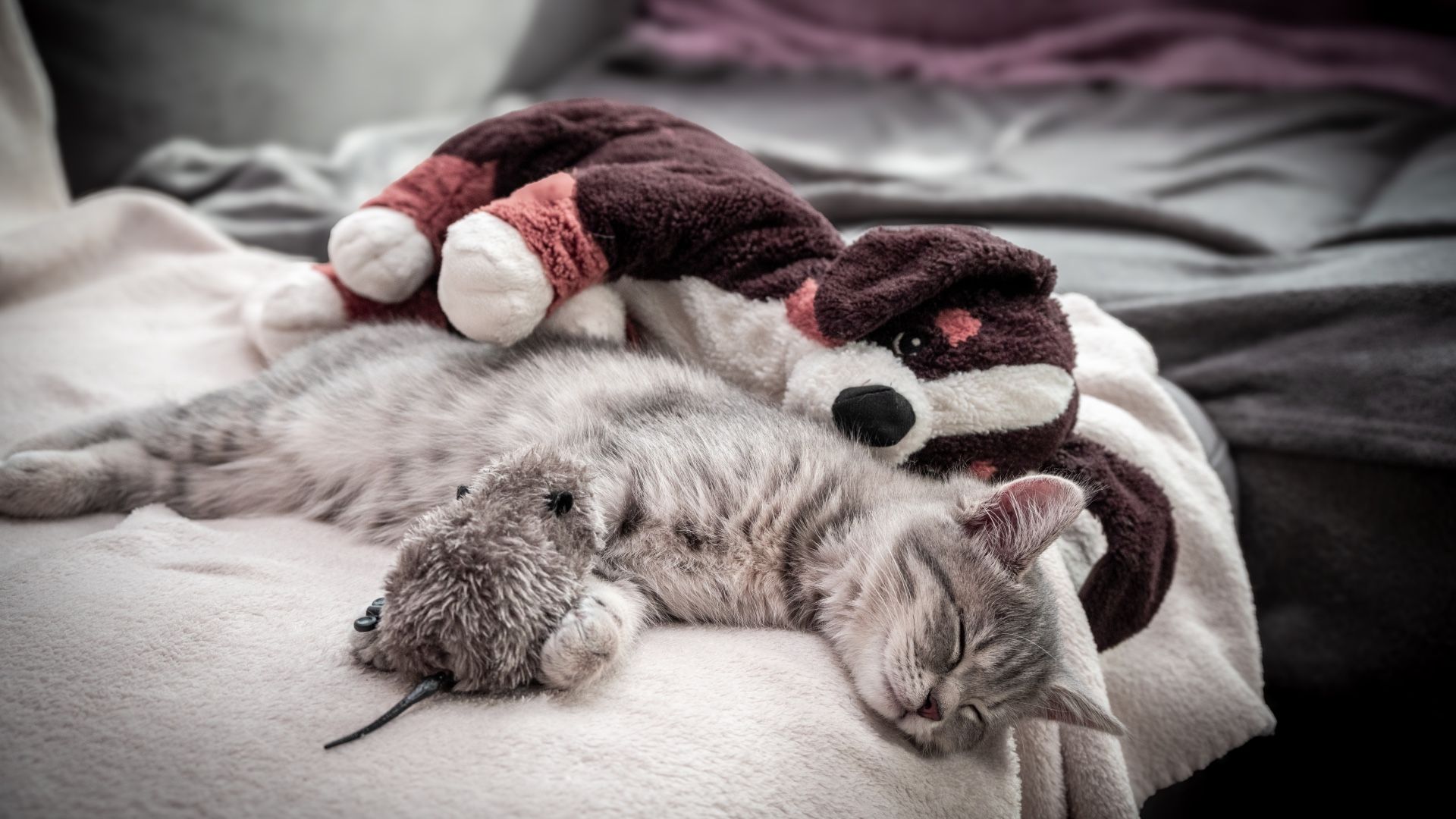 Tips for keeping a house clean with pets