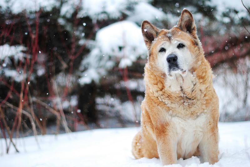 12 challenging puppy breeds that eventually become the most loyal dogs ...