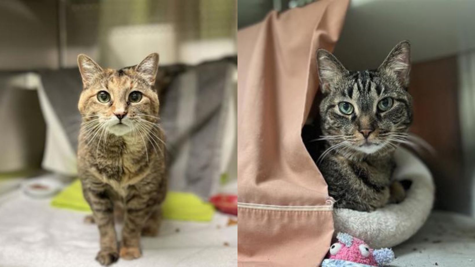 Adoption gratuite pour les chats âgés à la SPCA de Montréal