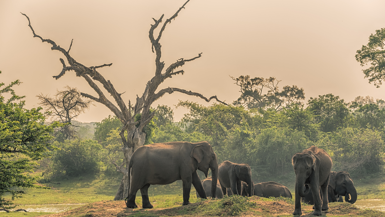 10 underrated wildlife destinations in Asia that are less crowded than ...
