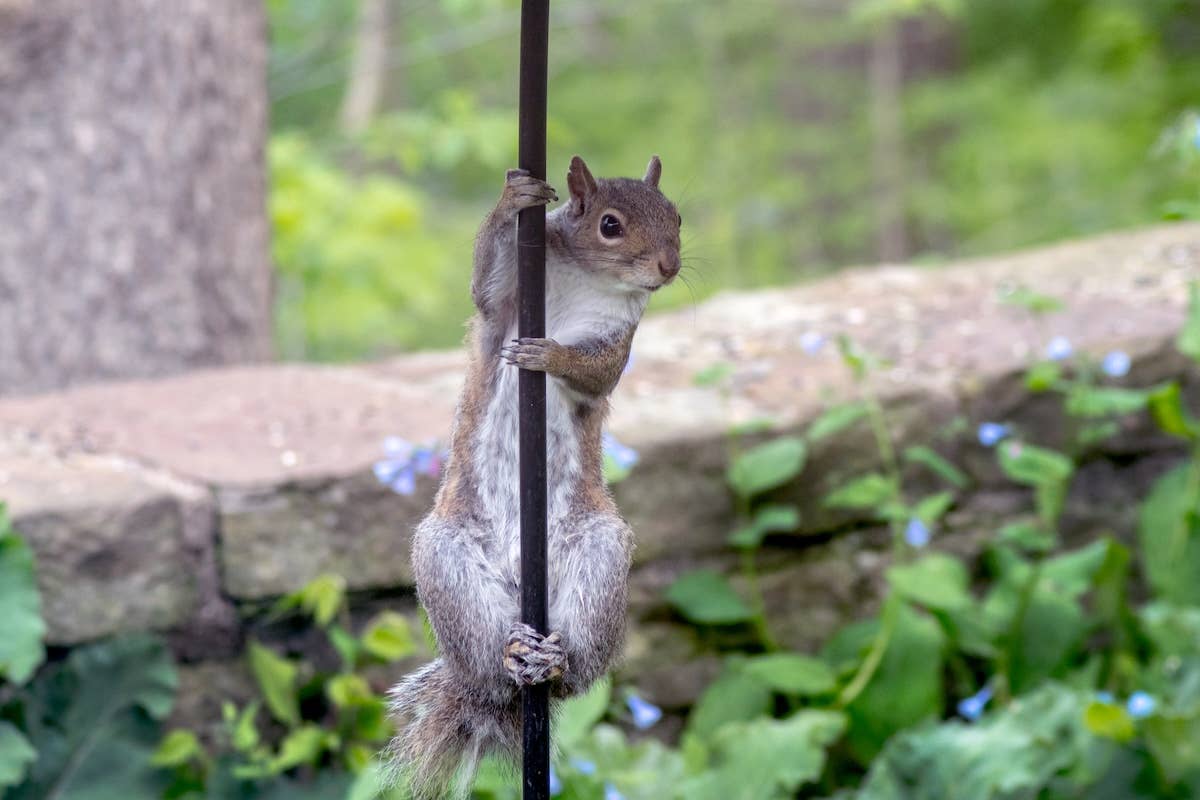 Stop squirrels from raiding your bird feeder with this $5 slinky trick