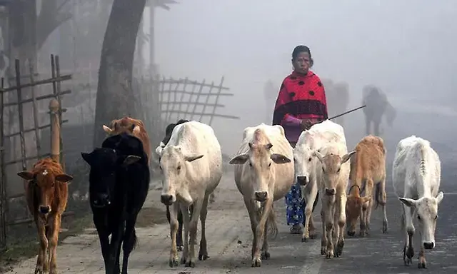Declare cow as 'national animal' before Bakrid: Muslim organizations
