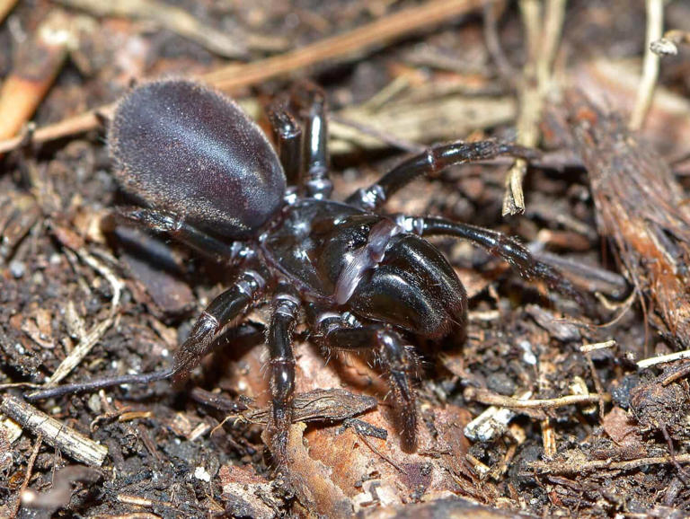 The 6 categories of nature’s incredible spider webs