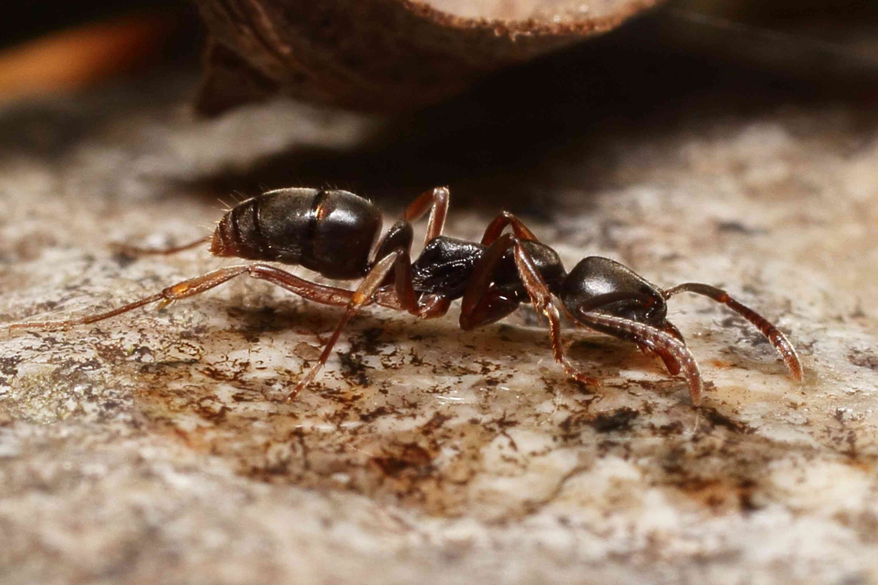 Asian needle ants are spreading quickly—how to protect yourself before ...