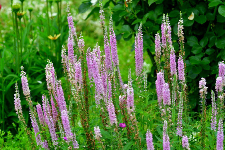 10 long-blooming perennial flowers that deliver nonstop color to your ...