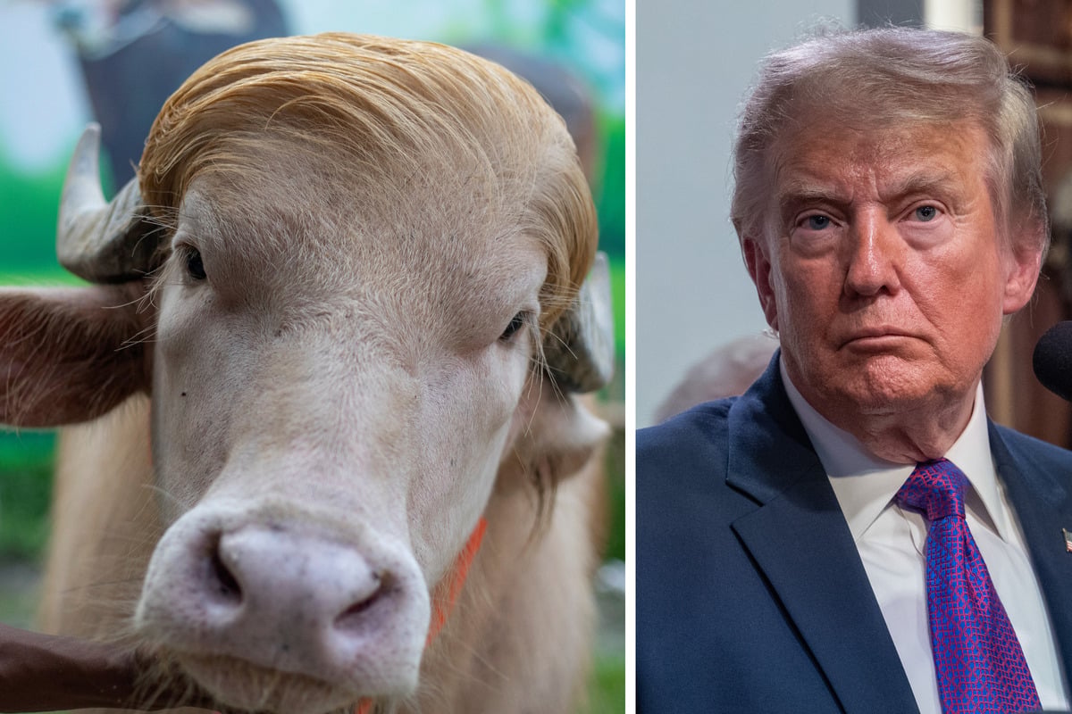 Twinning! 'Donald Trump' lookalike albino buffalo delights the web
