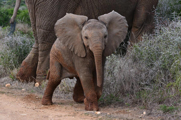 Mama elephant rescues caretaker from playful baby Monty-Aaron's mischief