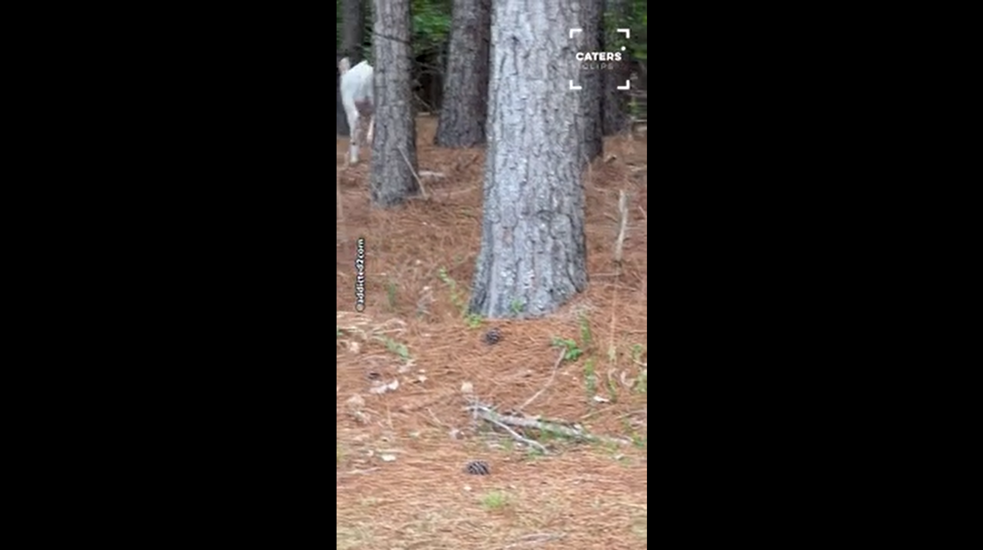 Rare albino deer seen with newborn white fawn in heartwarming wildlife ...