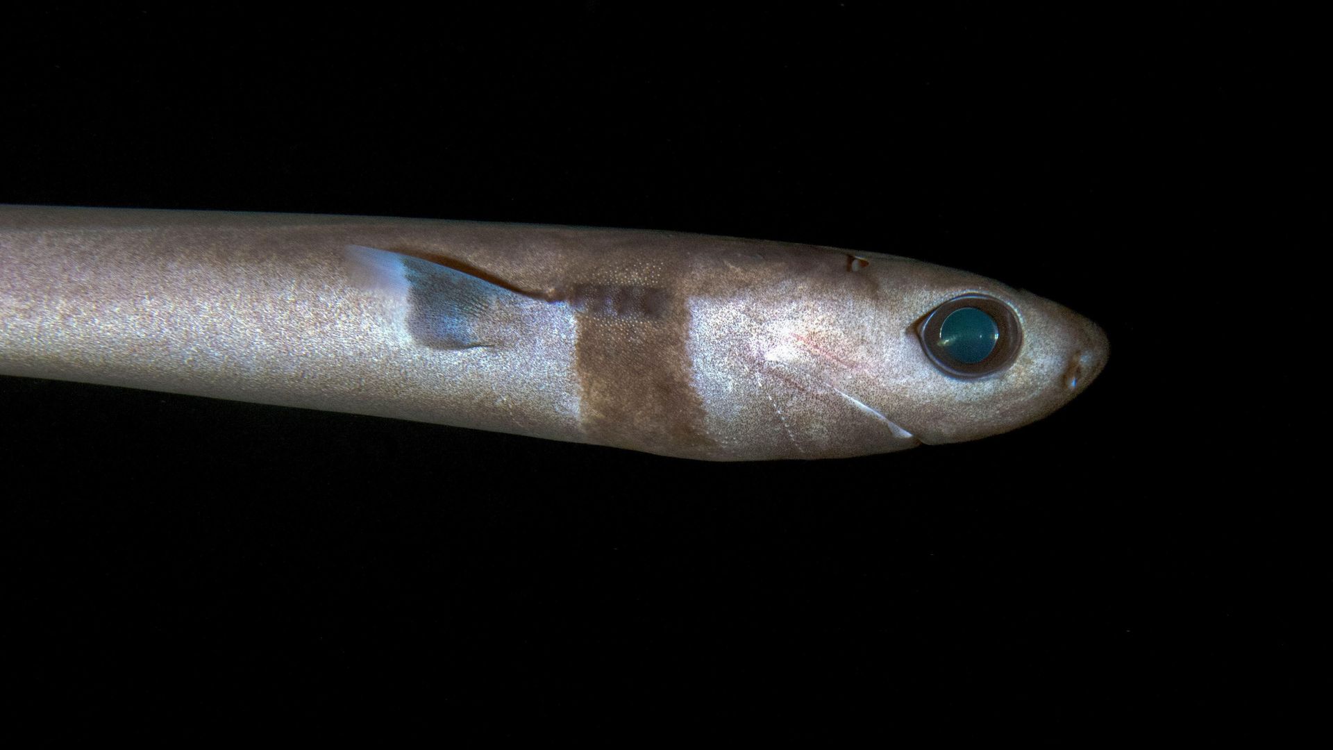 The most bizarre deep-sea creatures of all time