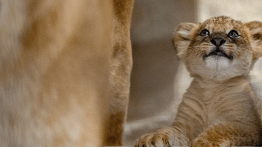Pittsburgh Zoo says newborn lion cub expected to debut this summer