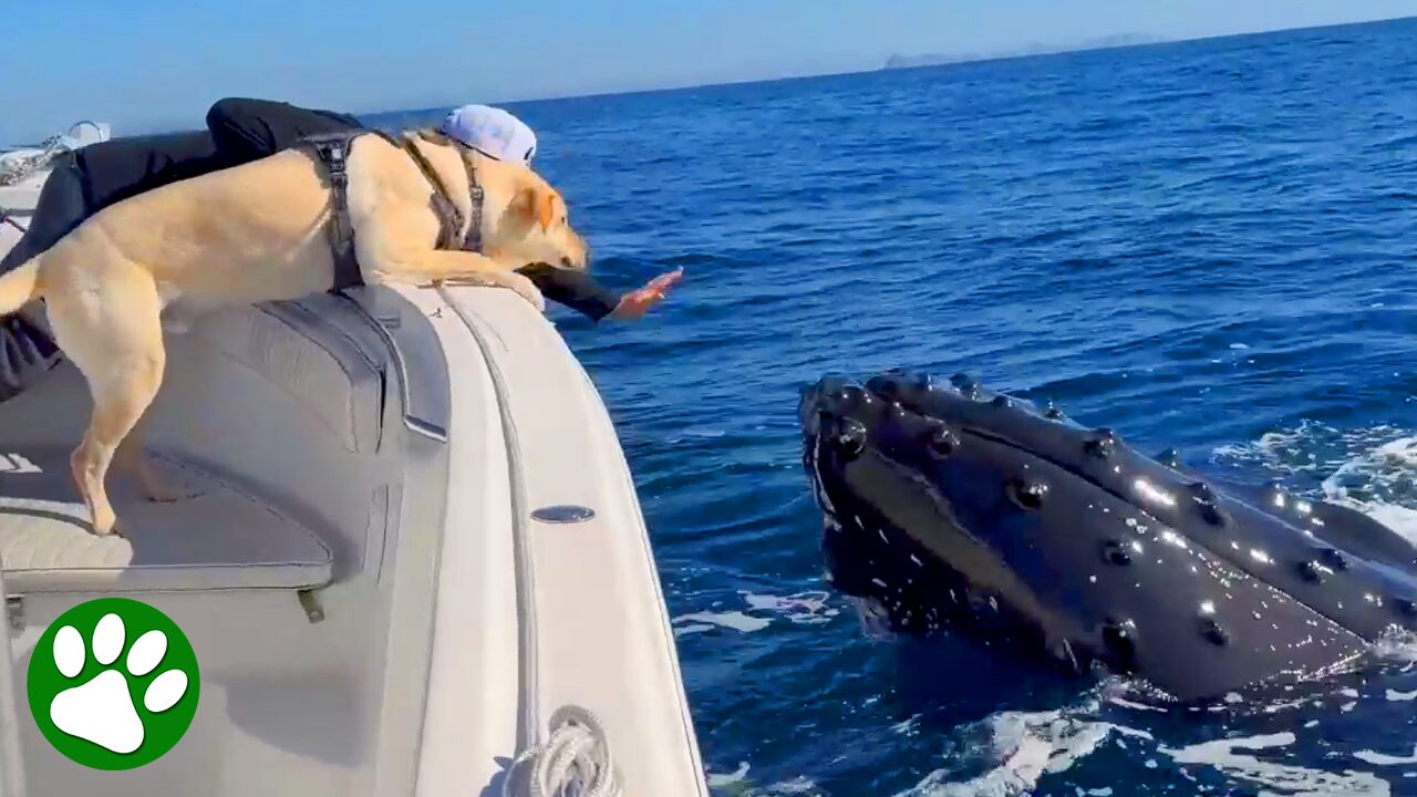 Two giant whales started playing with my dog