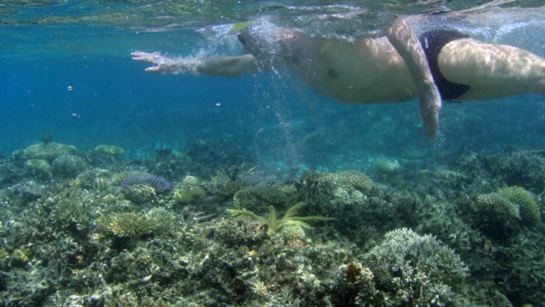 Spearfisher dies in shark attack at popular diving spot