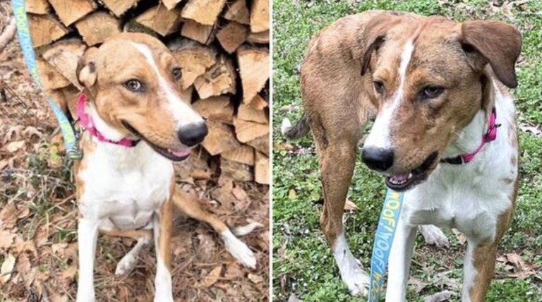 Snuggly young dog searching for family after being rescued as pregnant ...