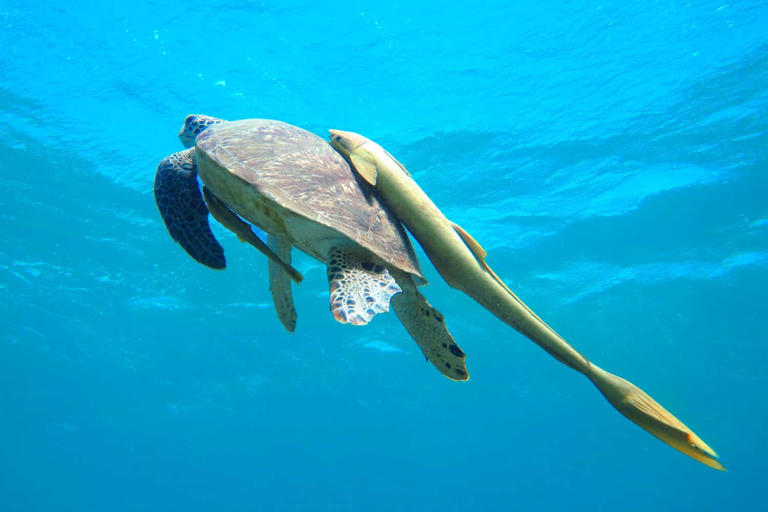 New footage shows remoras invading manta rays