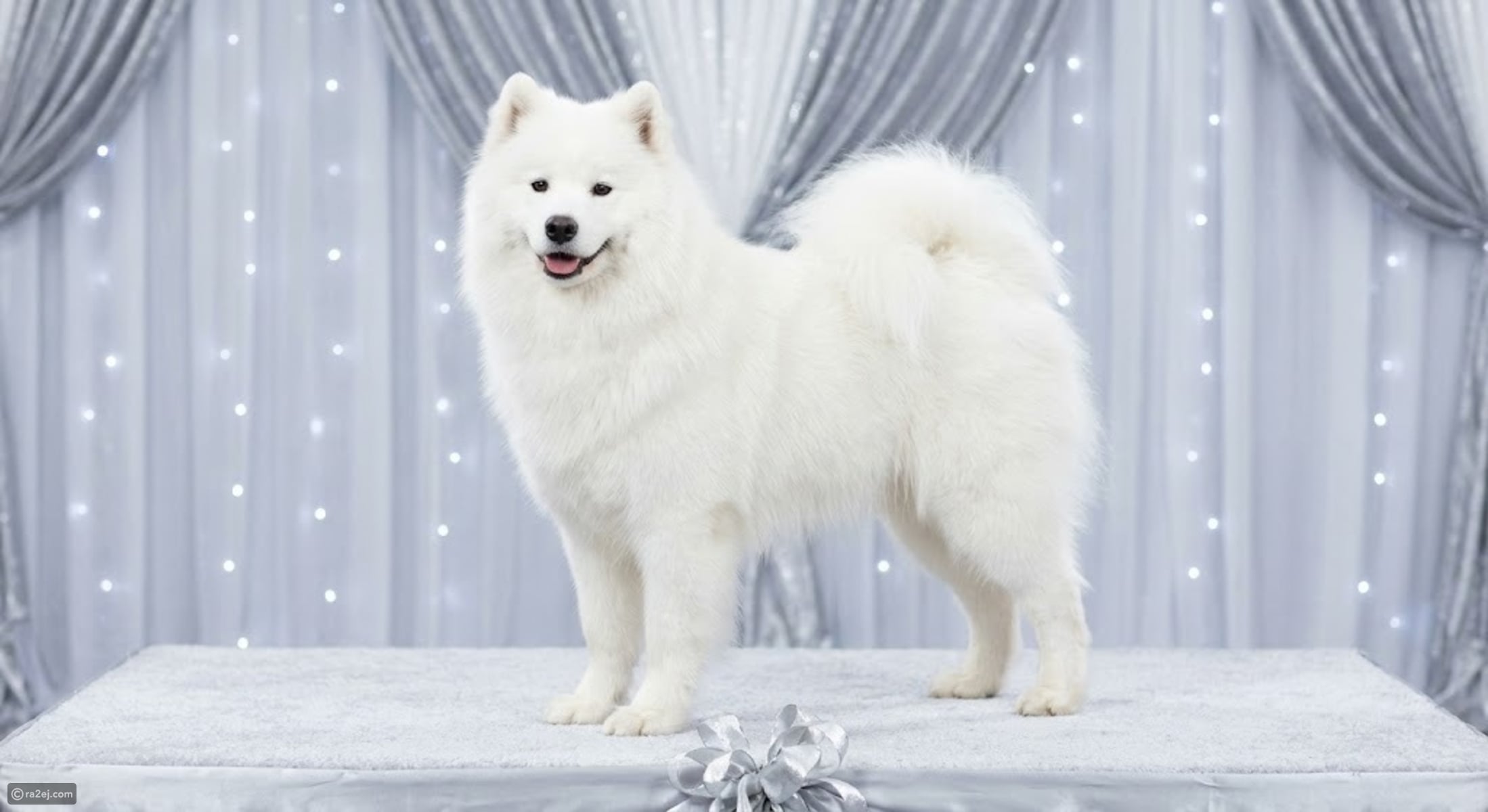 These dog breeds could steal the spotlight at any beauty pageant
