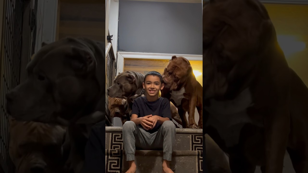 These dangerous dogs are not what they seem