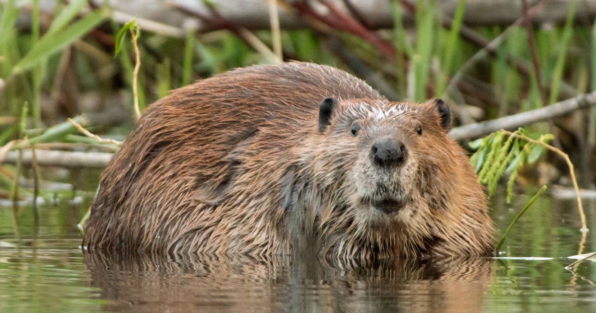 Video catches 3 family members forced to fight off angry, rabid beaver ...