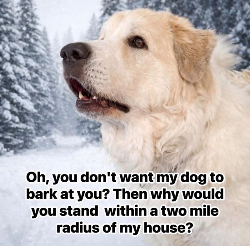 A doggo disasterpiece of 30 memes full of adorable canine absurdity