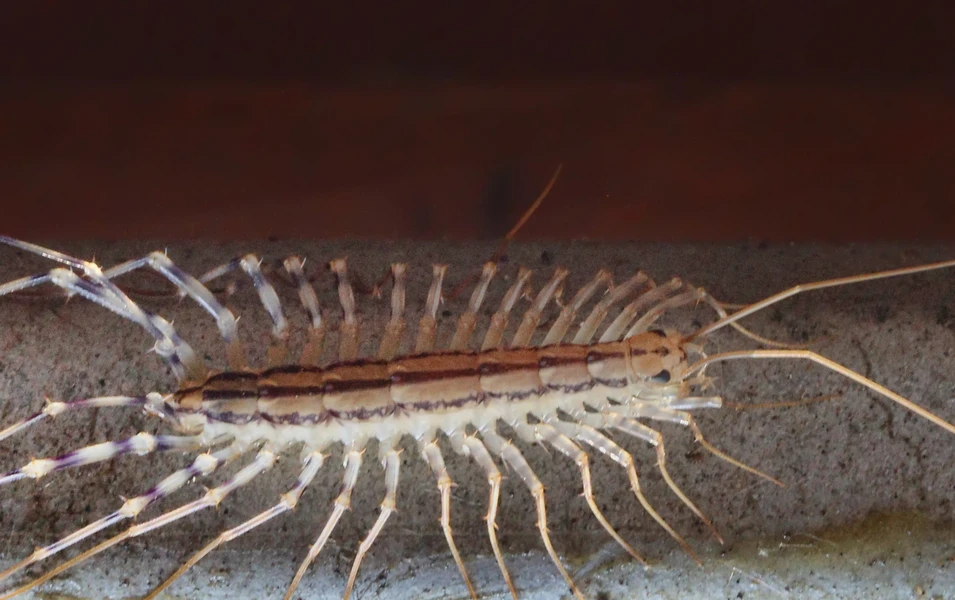Centipede secrets every homeowner should know