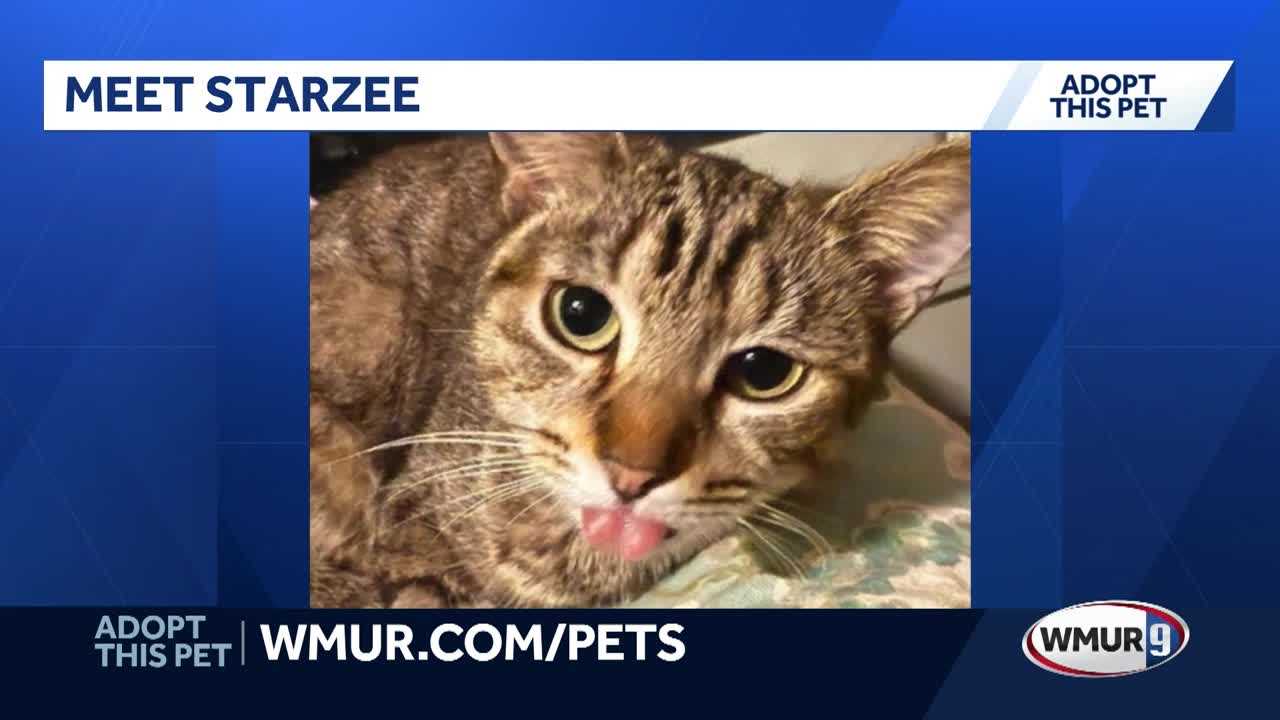 Starzee, a sweet 1-year-old tabby cat, seeks patient home