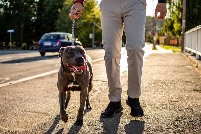 Woman, 50, dragged to her death by neighbour’s two pit bulls as husband ...