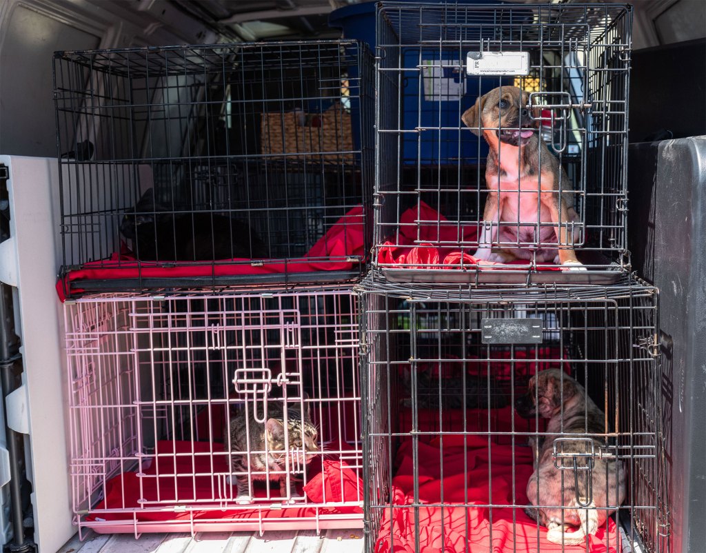Stockton animal shelter halts adoptions through early June after strep ...