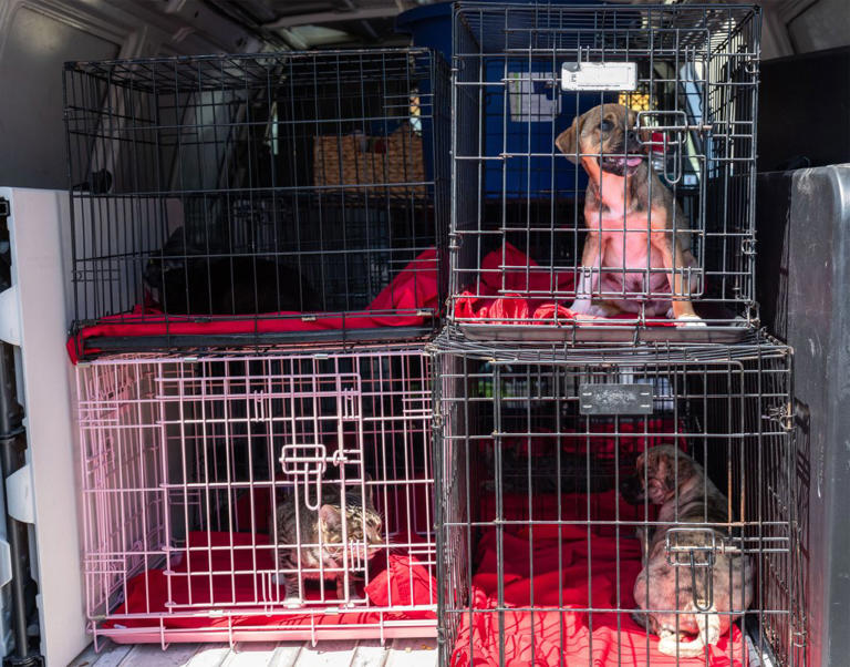 Stockton animal shelter halts adoptions through early June after strep ...