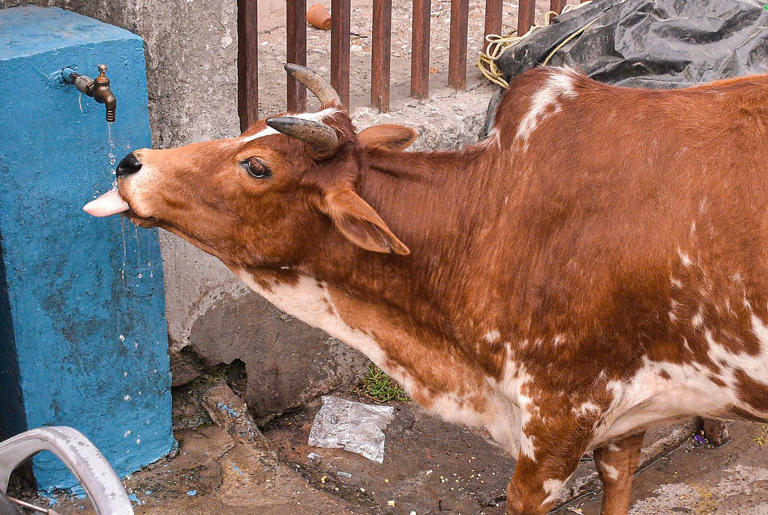 Days before Bakrid, Muslim organisations demand 'national animal ...