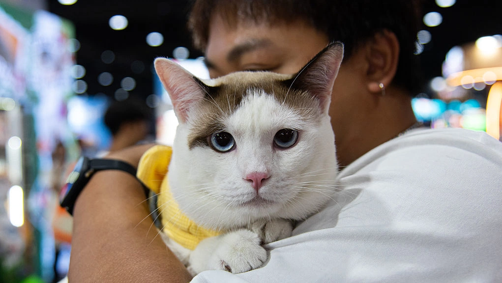 Vet reveals 10 subtle signs your cat is attached to you