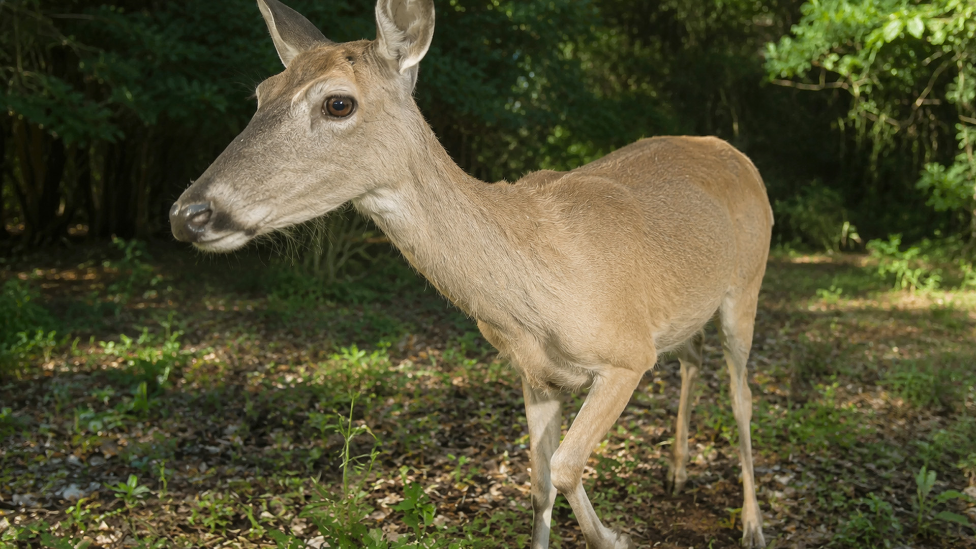 A curious deer walked directly toward the hidden camera