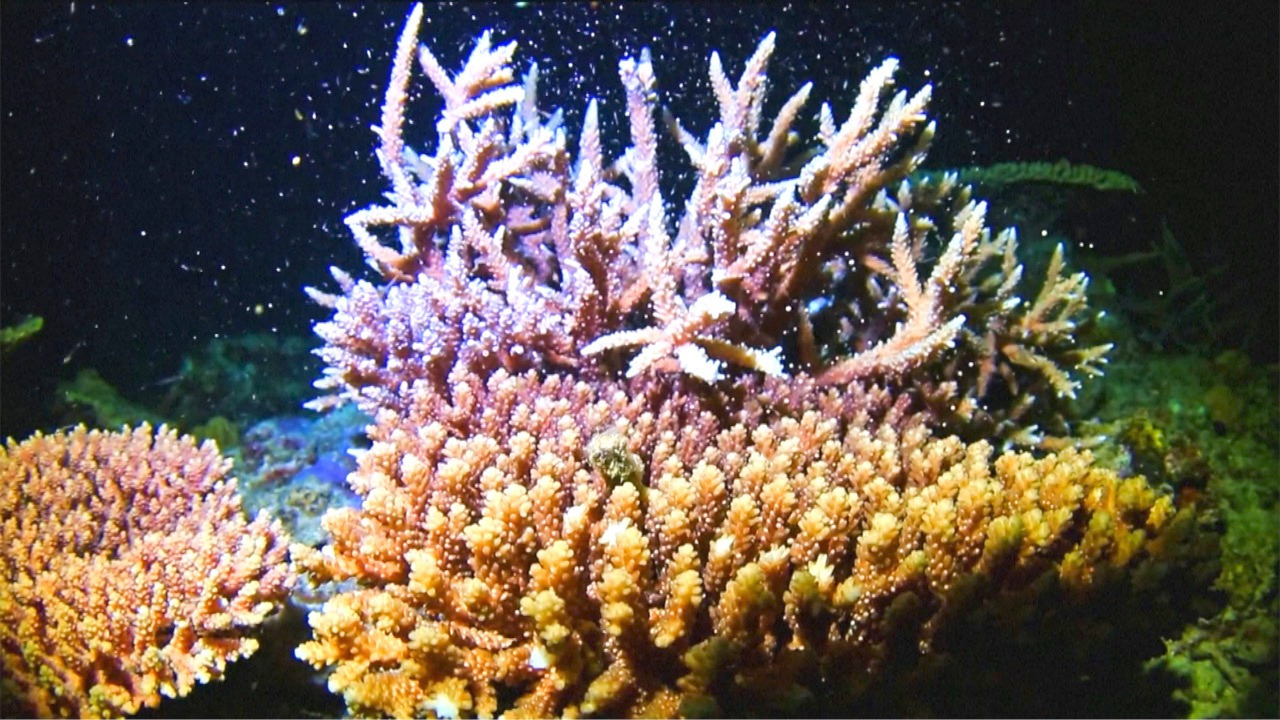 Diver captures coral spawning moment in Okinawa waters