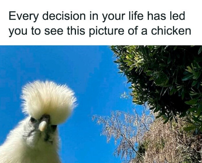 Cozy coop scroll made of 25 cute chicken memes