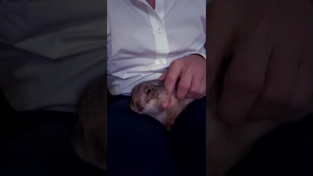 This adorable prairie dog and energetic Pomsky share the sweetest ...
