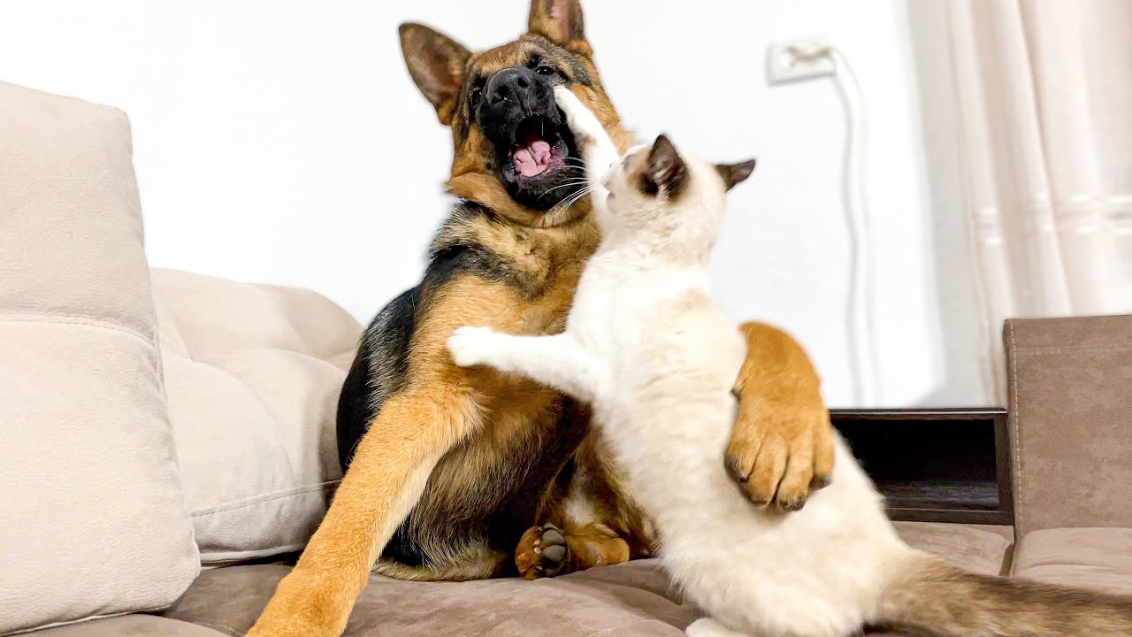 Funny cat starts a play fight with German shepherd